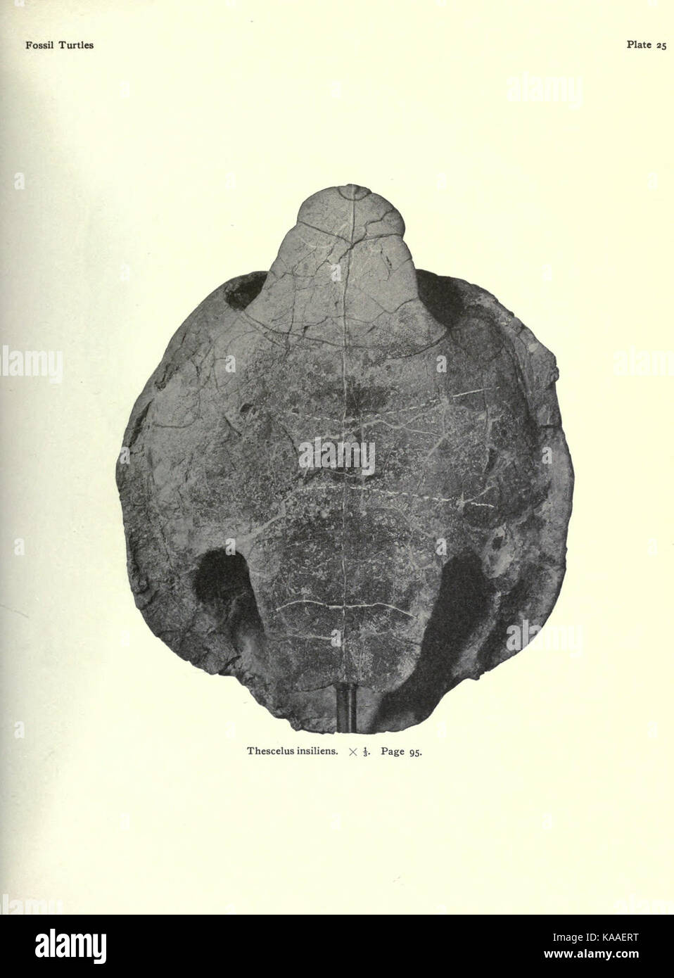 The fossil turtles of North America BHL18768120 Stock Photo - Alamy