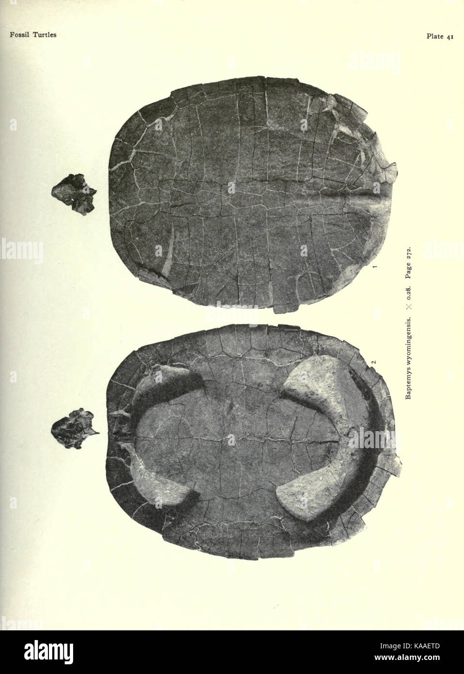 The fossil turtles of North America BHL18768152 Stock Photo - Alamy