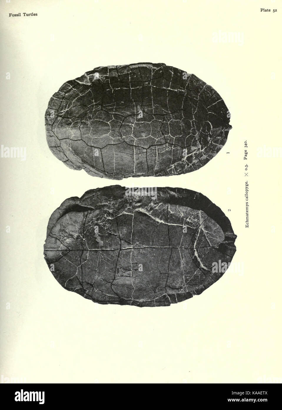 The fossil turtles of North America BHL18768174 Stock Photo - Alamy