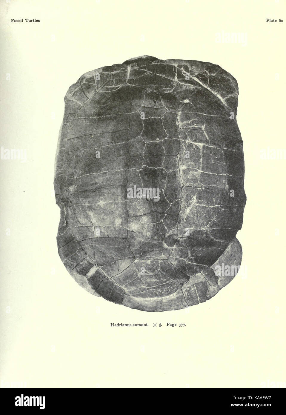 The fossil turtles of North America BHL18768190 Stock Photo - Alamy