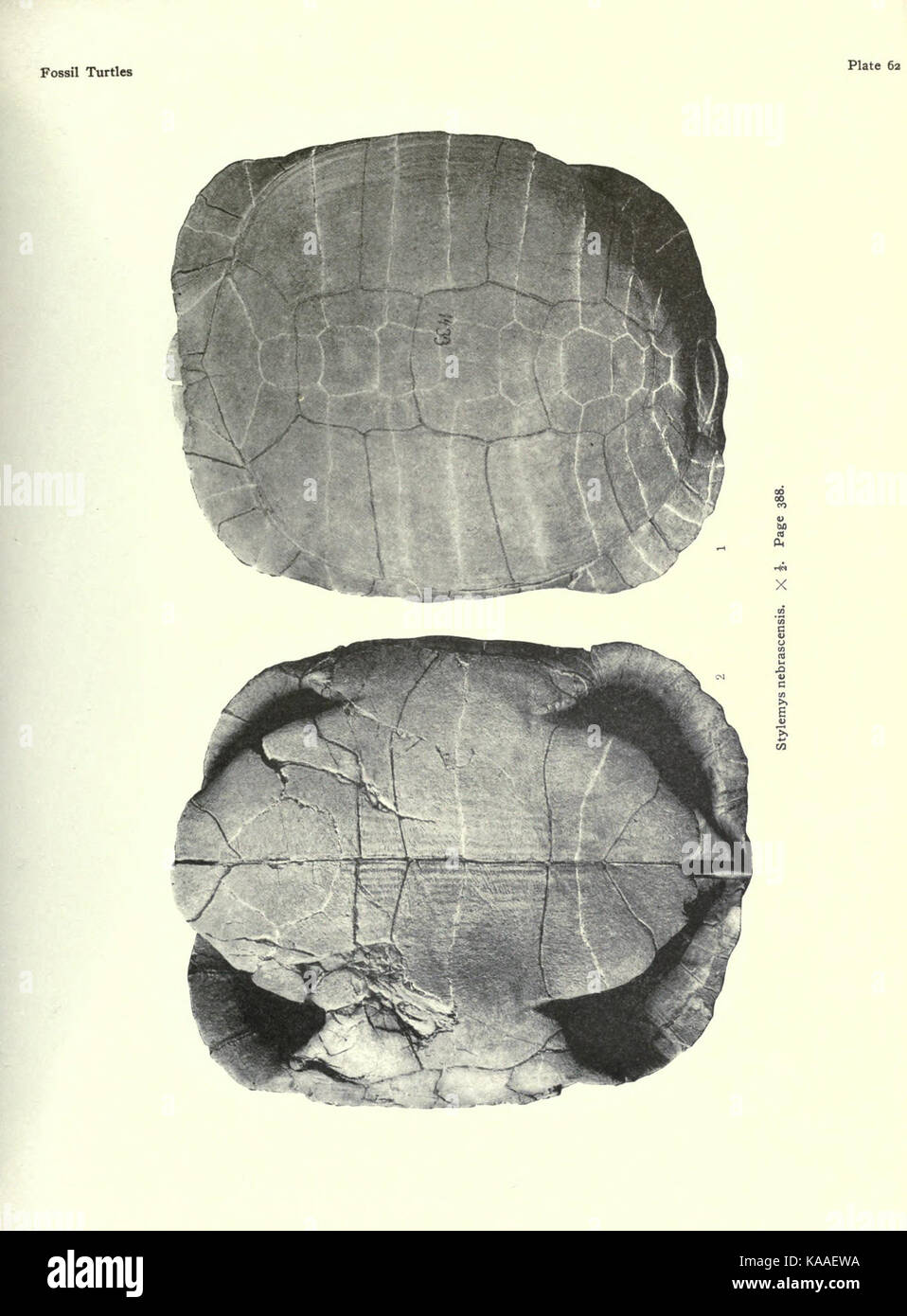 The fossil turtles of North America BHL18768194 Stock Photo - Alamy