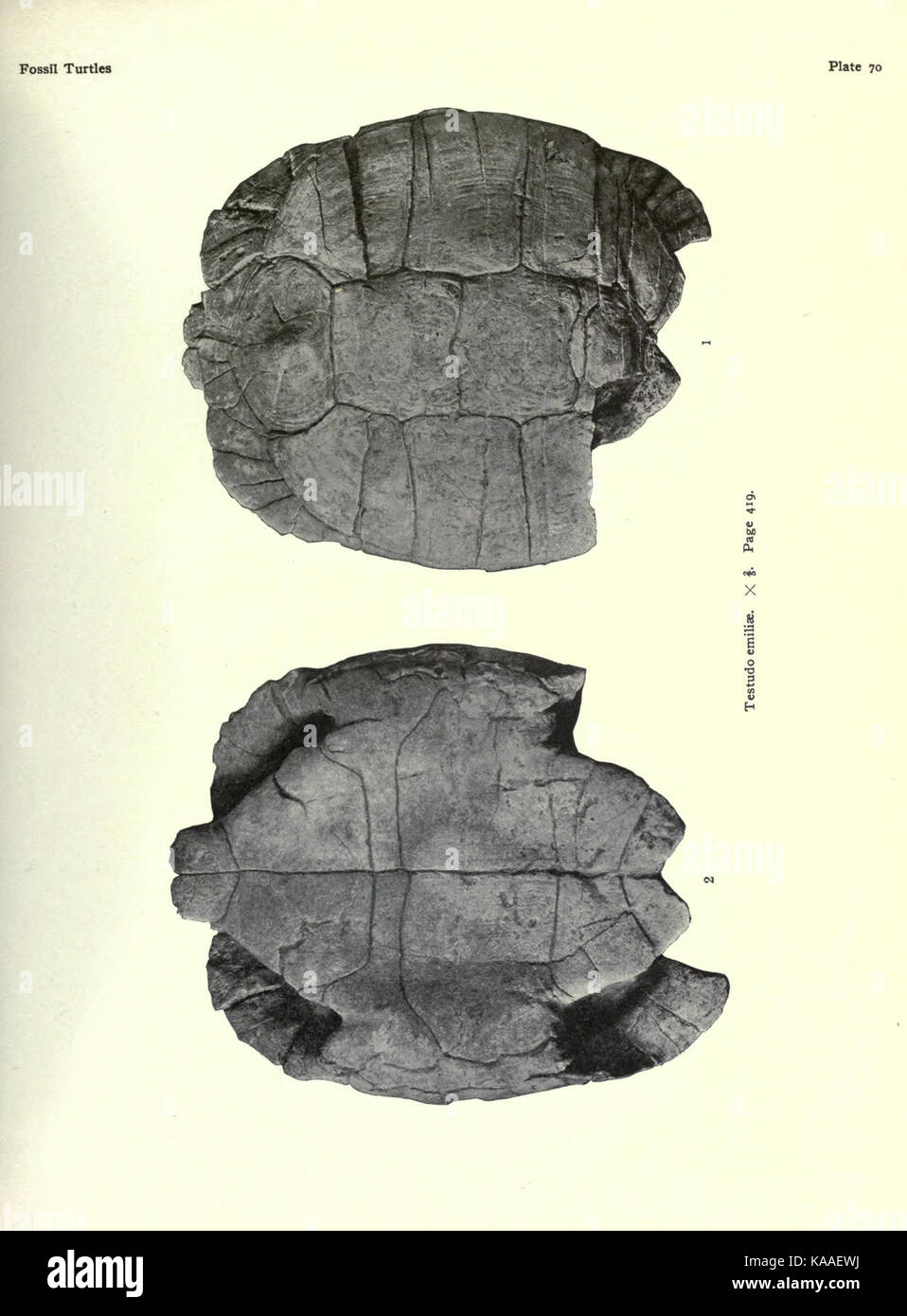 The fossil turtles of North America BHL18768210 Stock Photo - Alamy
