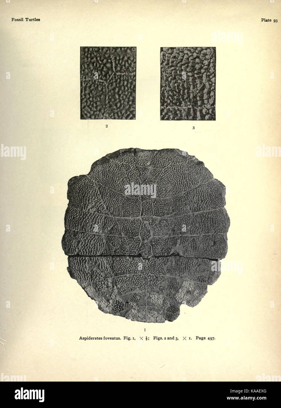 Turtle of american continent hi-res stock photography and images - Alamy