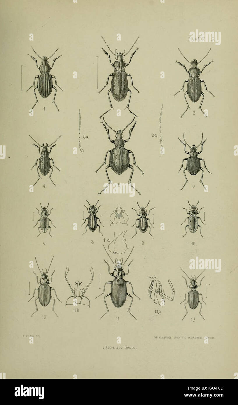 The Coleoptera of the British islands BHL33254207 Stock Photo - Alamy