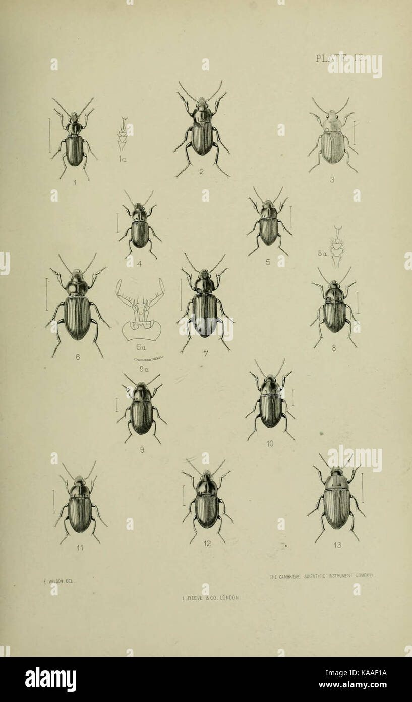 Coleoptera identification hi-res stock photography and images - Alamy