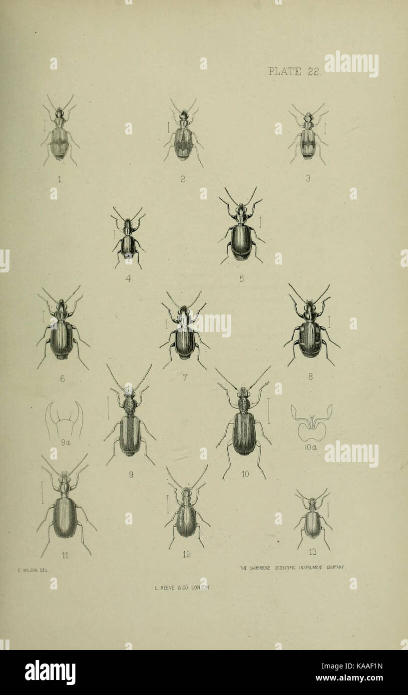 The Coleoptera of the British islands BHL33254287 Stock Photo - Alamy