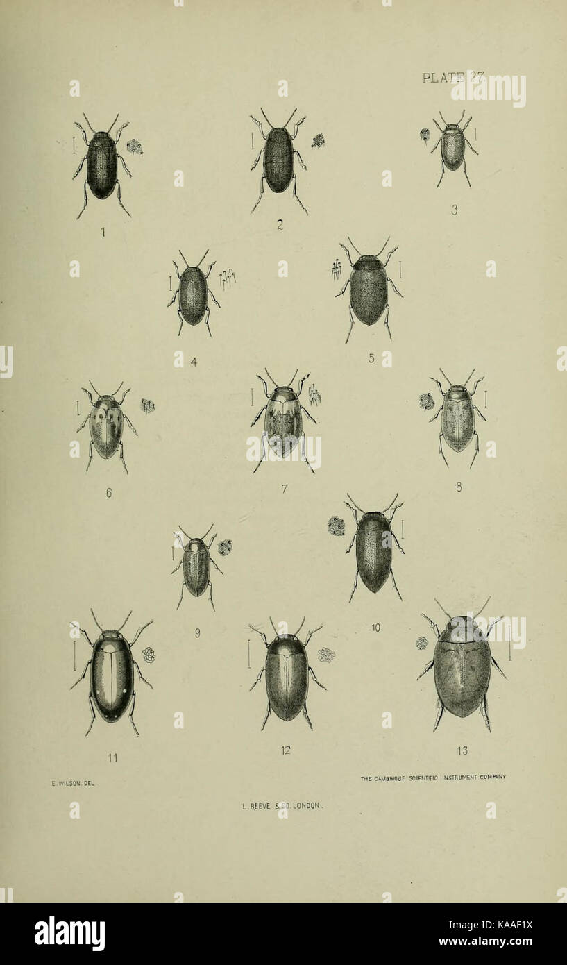 The Coleoptera of the British islands BHL33254307 Stock Photo - Alamy
