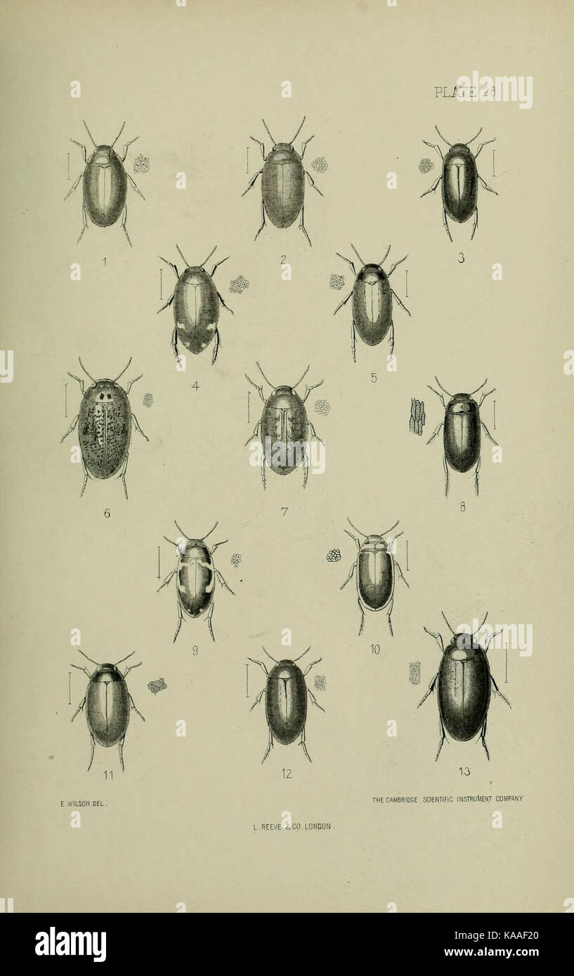 The Coleoptera of the British islands BHL33254311 Stock Photo - Alamy