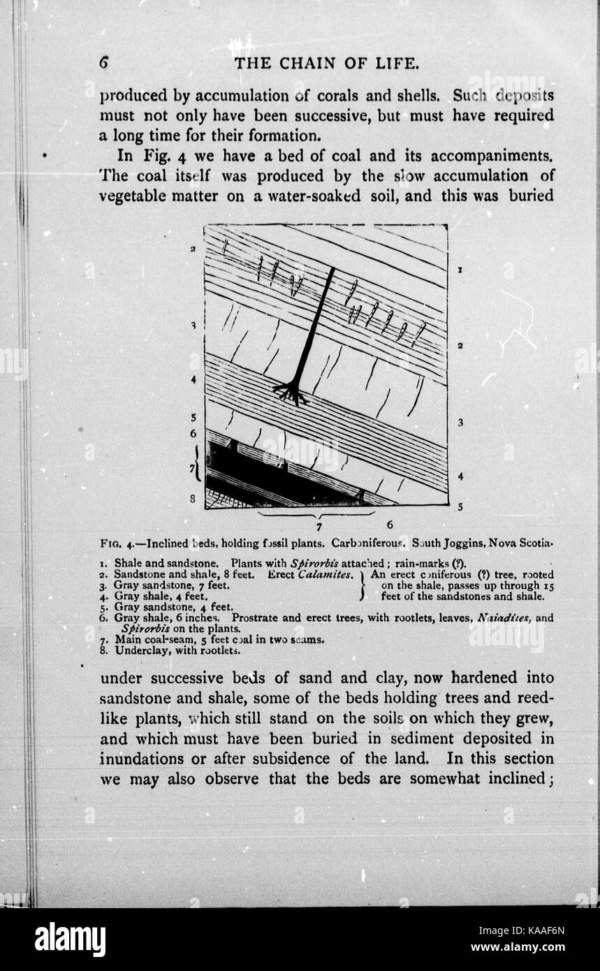 The chain of life in geological time BHL26658442 Stock Photo - Alamy