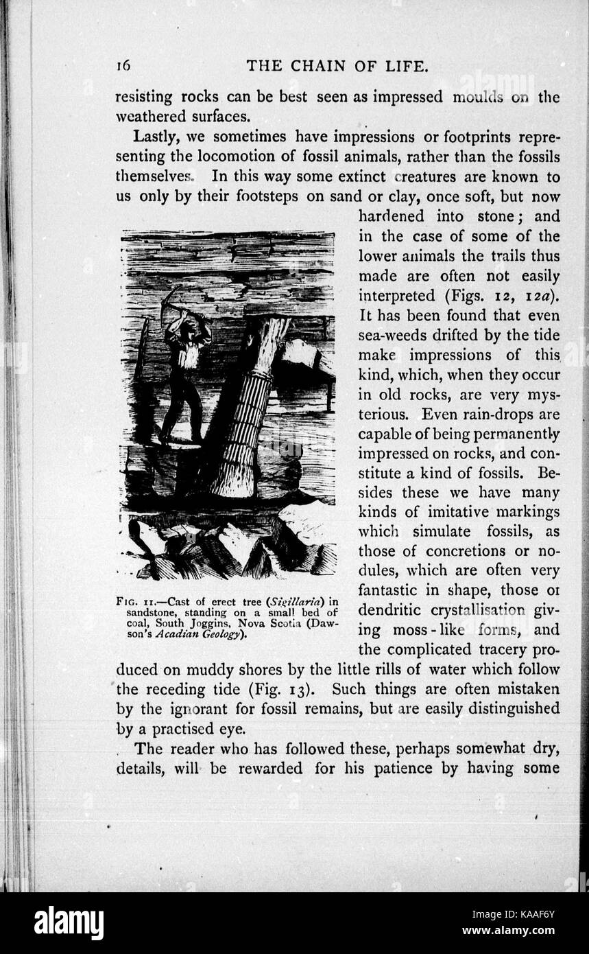 The chain of life in geological time BHL26658452 Stock Photo - Alamy