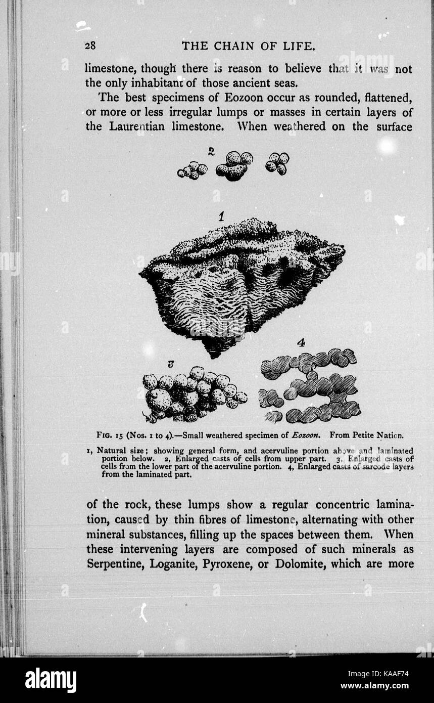 The chain of life in geological time BHL26658464 Stock Photo - Alamy