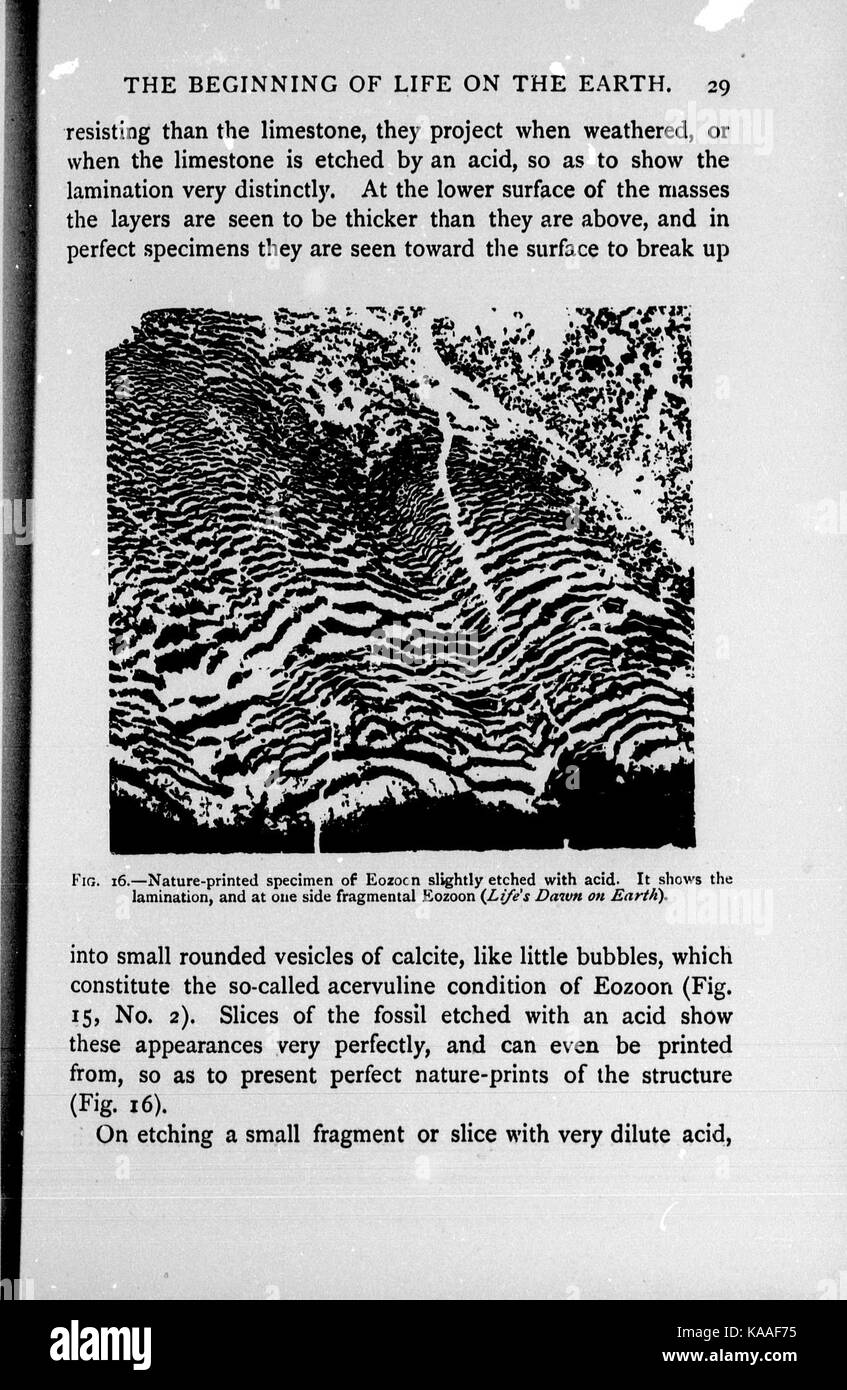 The chain of life in geological time BHL26658465 Stock Photo - Alamy