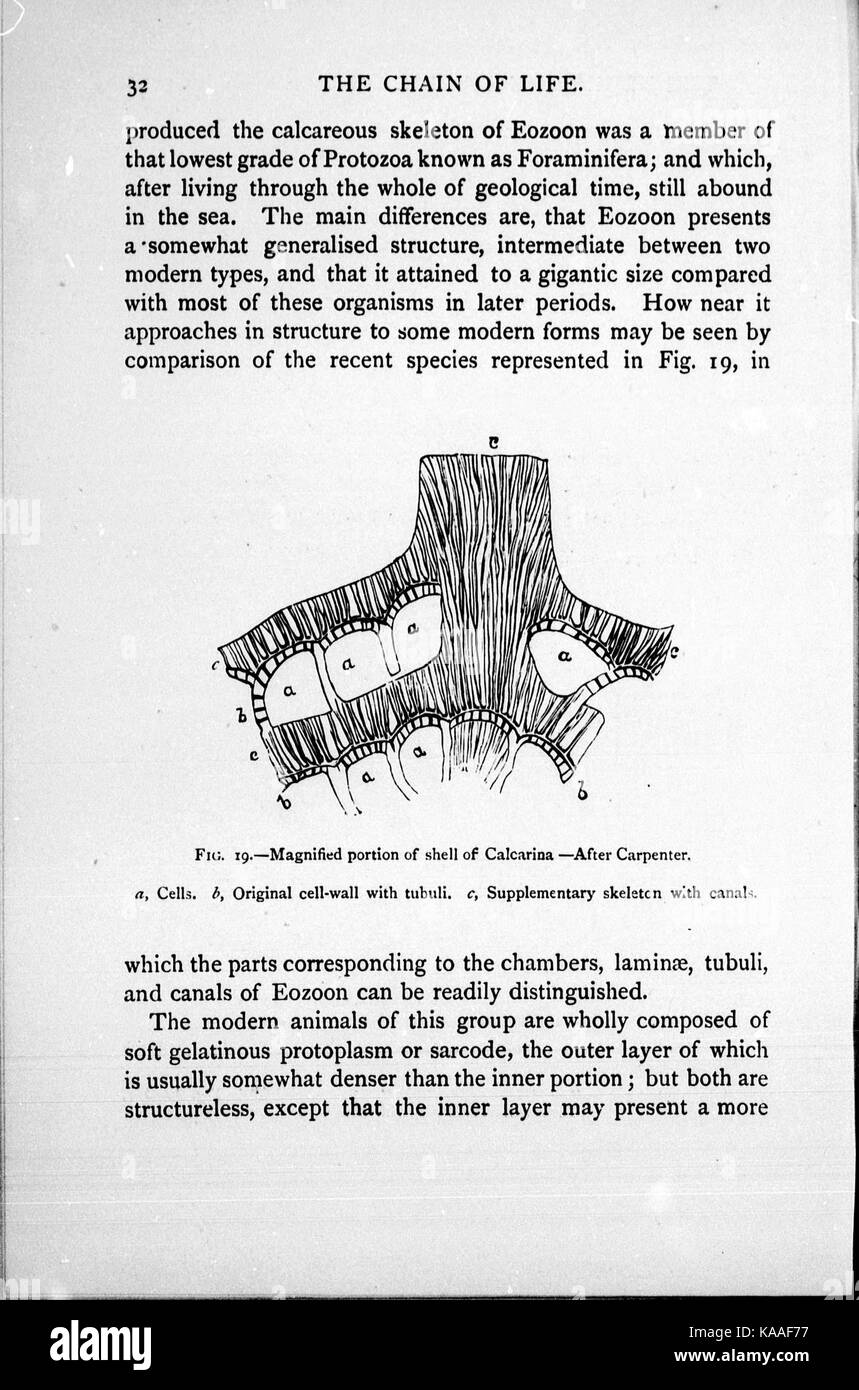 The chain of life in geological time BHL26658468 Stock Photo - Alamy