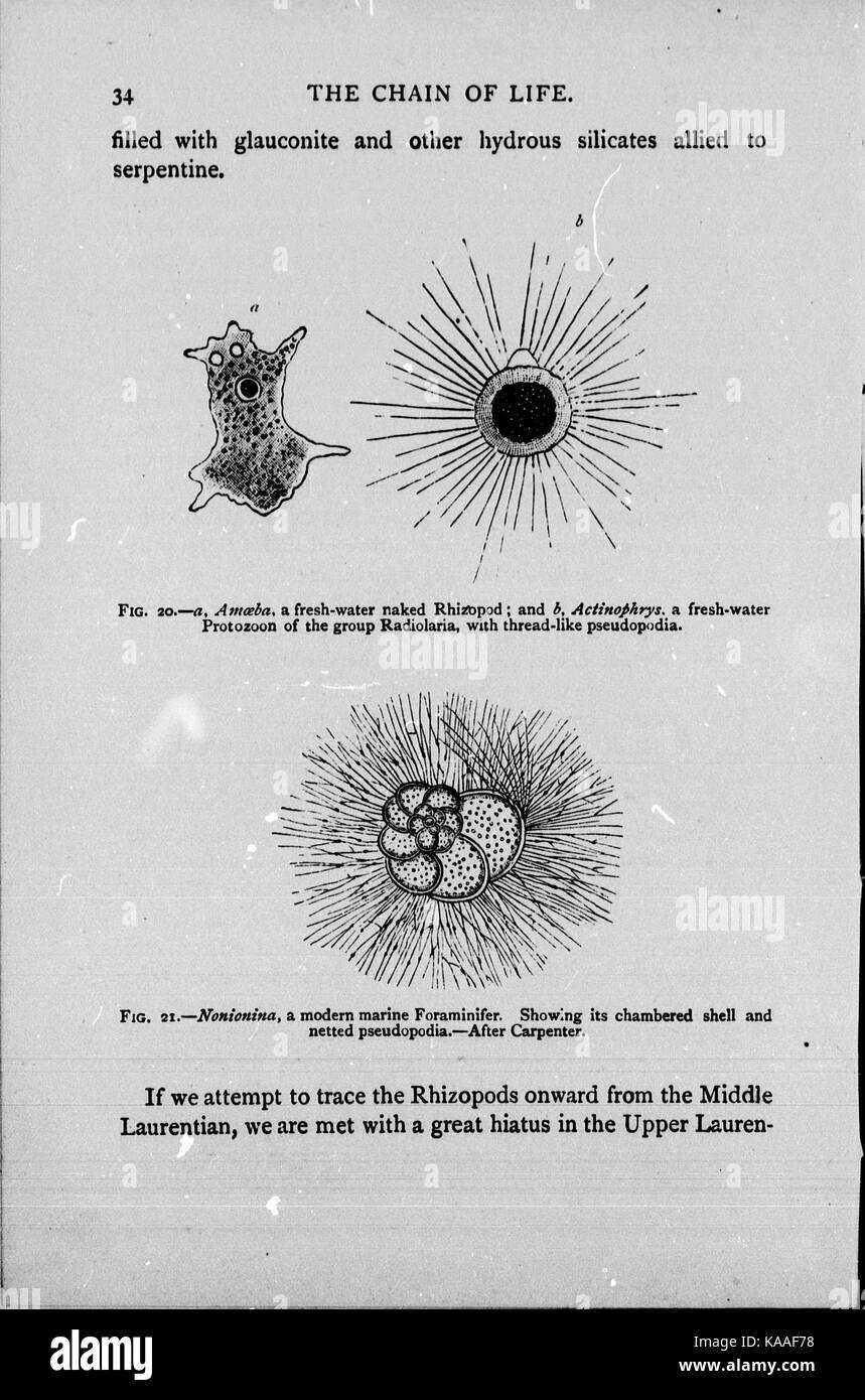 The chain of life in geological time BHL26658470 Stock Photo - Alamy