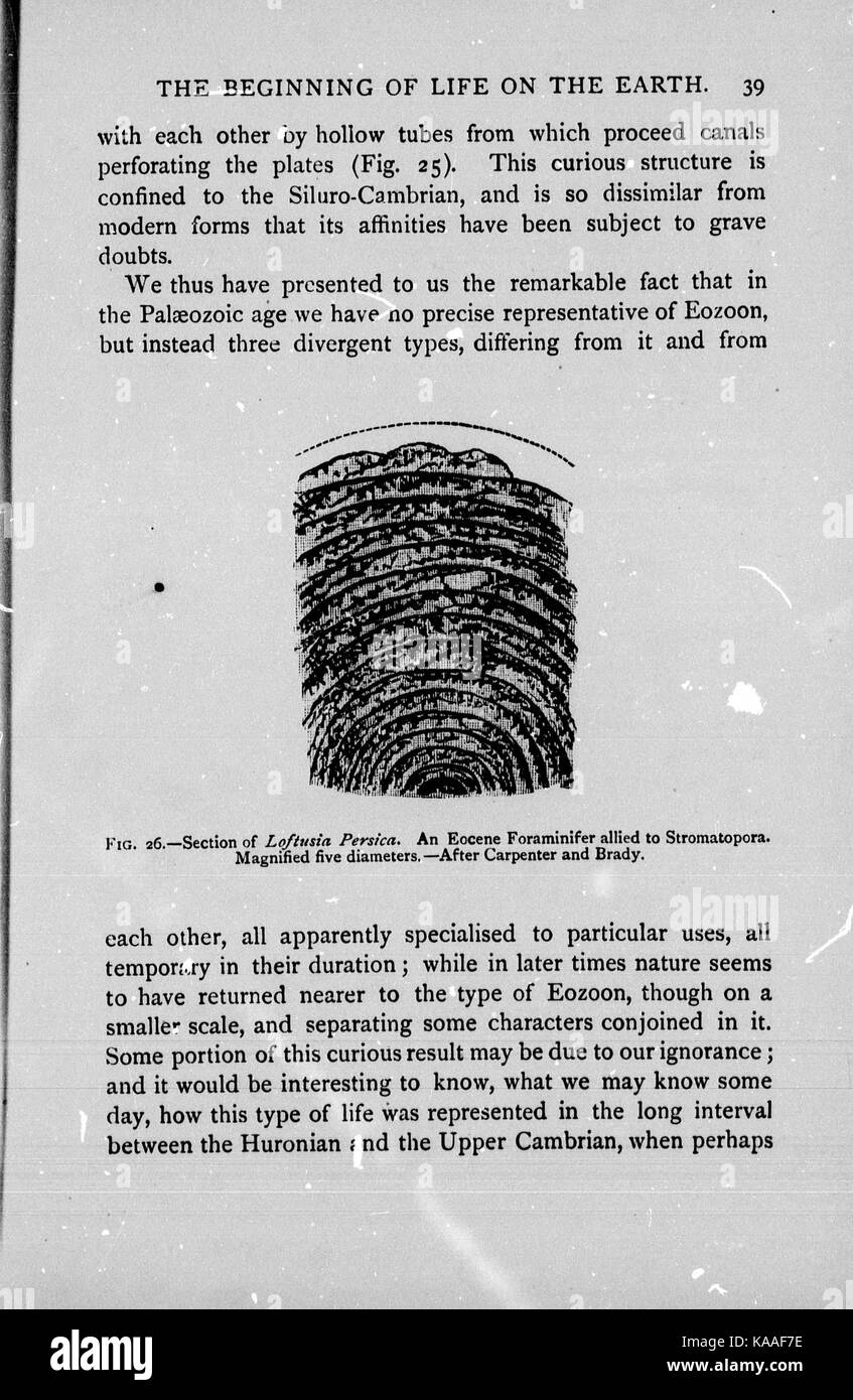 Evolution timeline Black and White Stock Photos & Images - Alamy