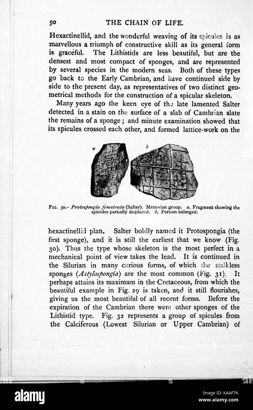 The chain of life in geological time BHL26658486 Stock Photo - Alamy