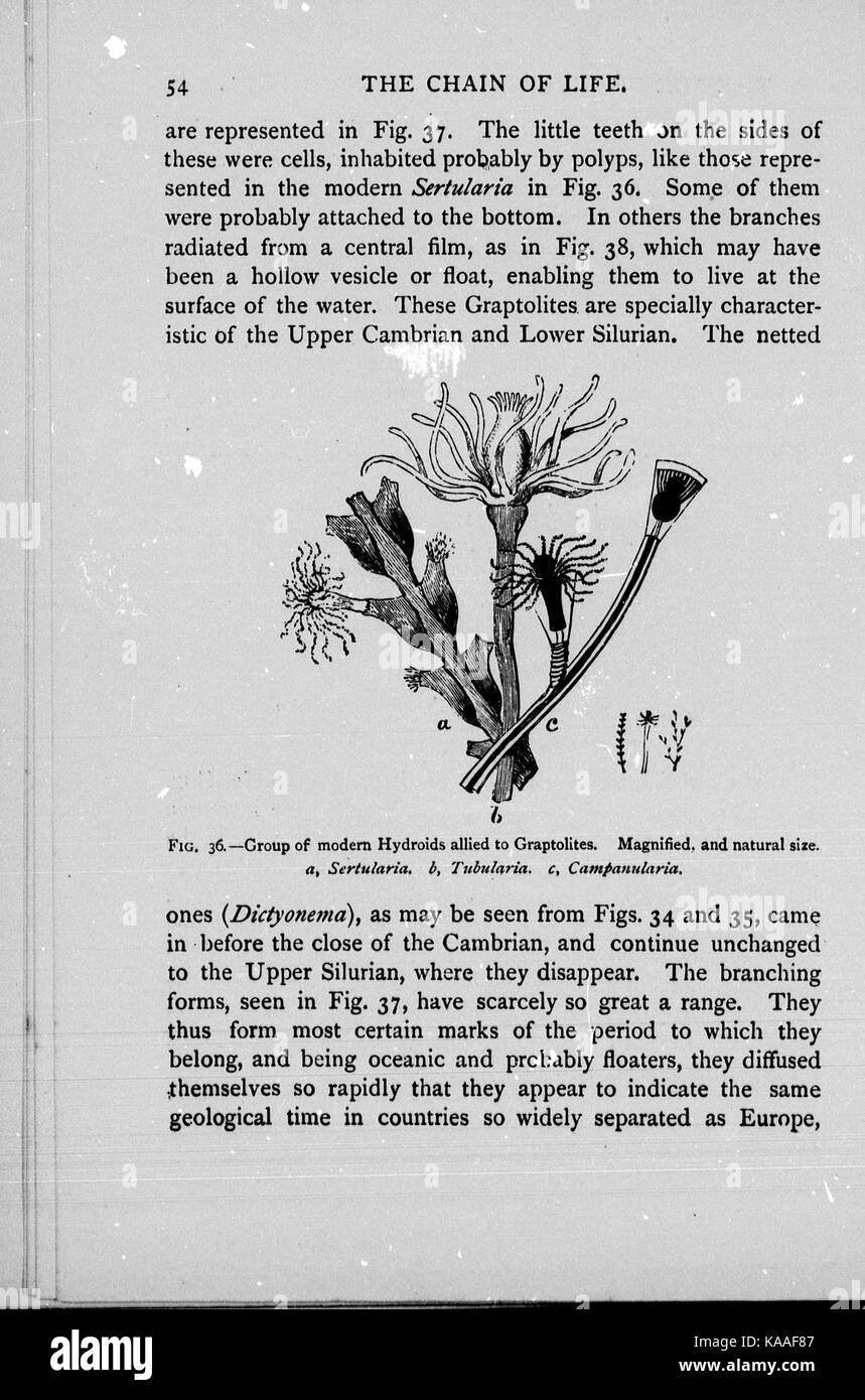 The chain of life in geological time BHL26658490 Stock Photo - Alamy