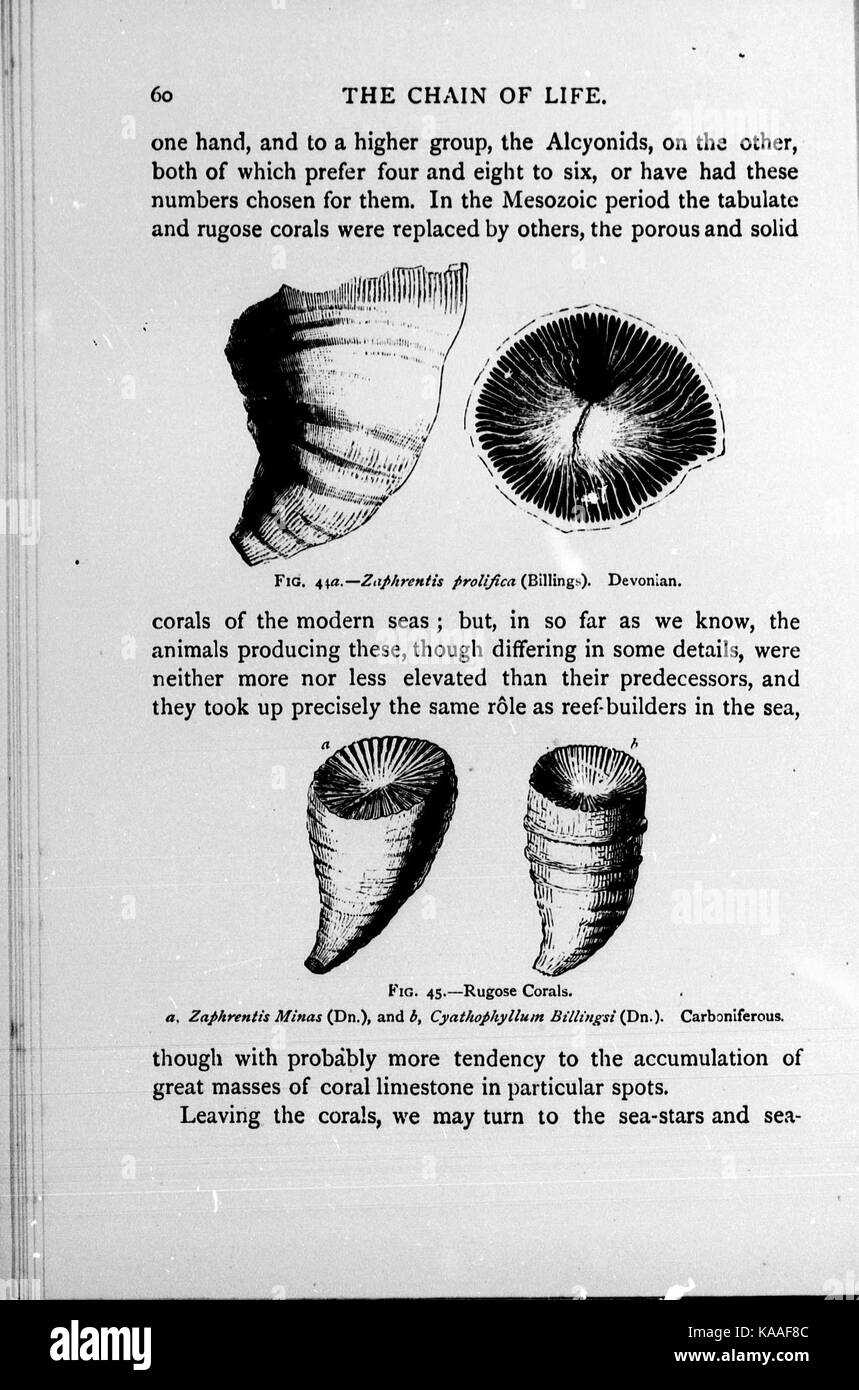 The chain of life in geological time BHL26658496 Stock Photo - Alamy