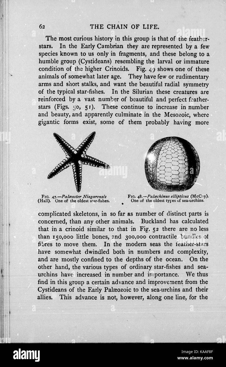 The chain of life in geological time BHL26658498 Stock Photo - Alamy