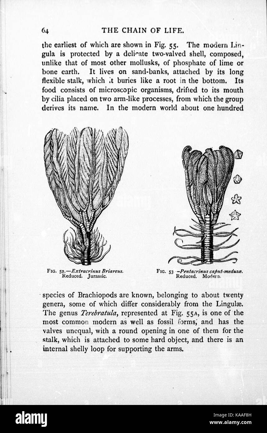 The chain of life in geological time BHL26658500 Stock Photo - Alamy