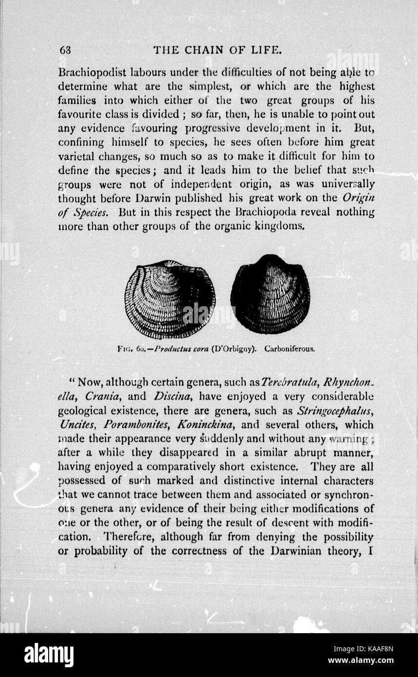 The chain of life in geological time BHL26658504 Stock Photo - Alamy