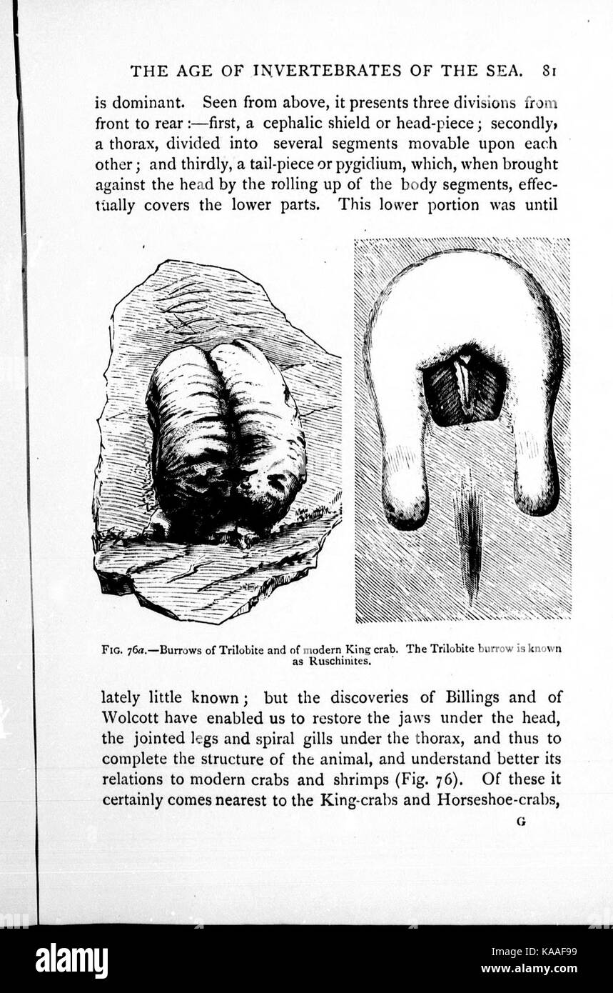 Emergence of life Black and White Stock Photos & Images - Alamy