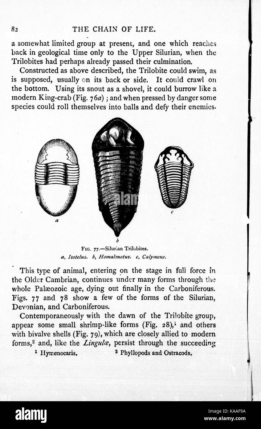 Timeline of life on earth hi-res stock photography and images - Alamy