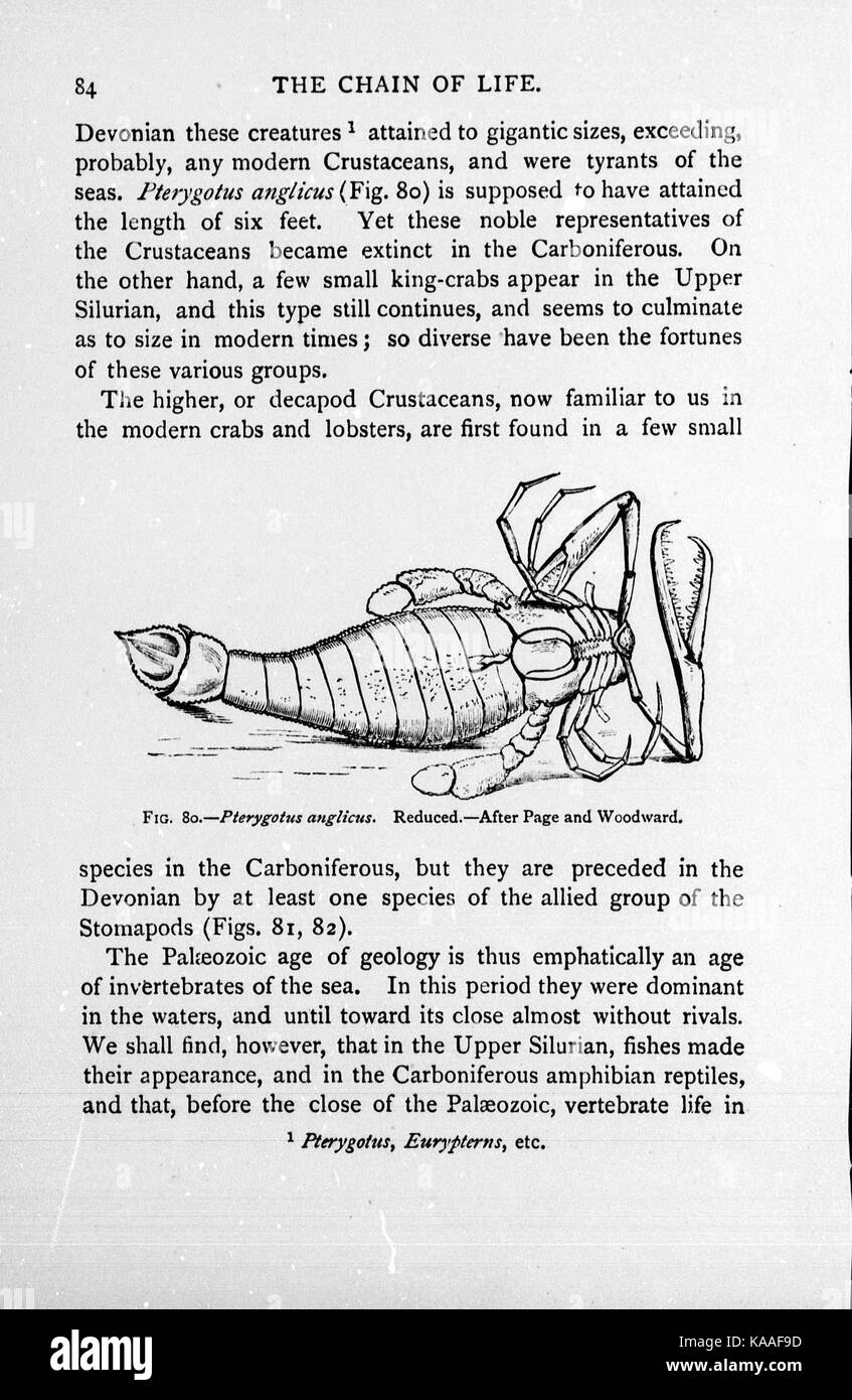 Timeline of life on earth hi-res stock photography and images - Alamy