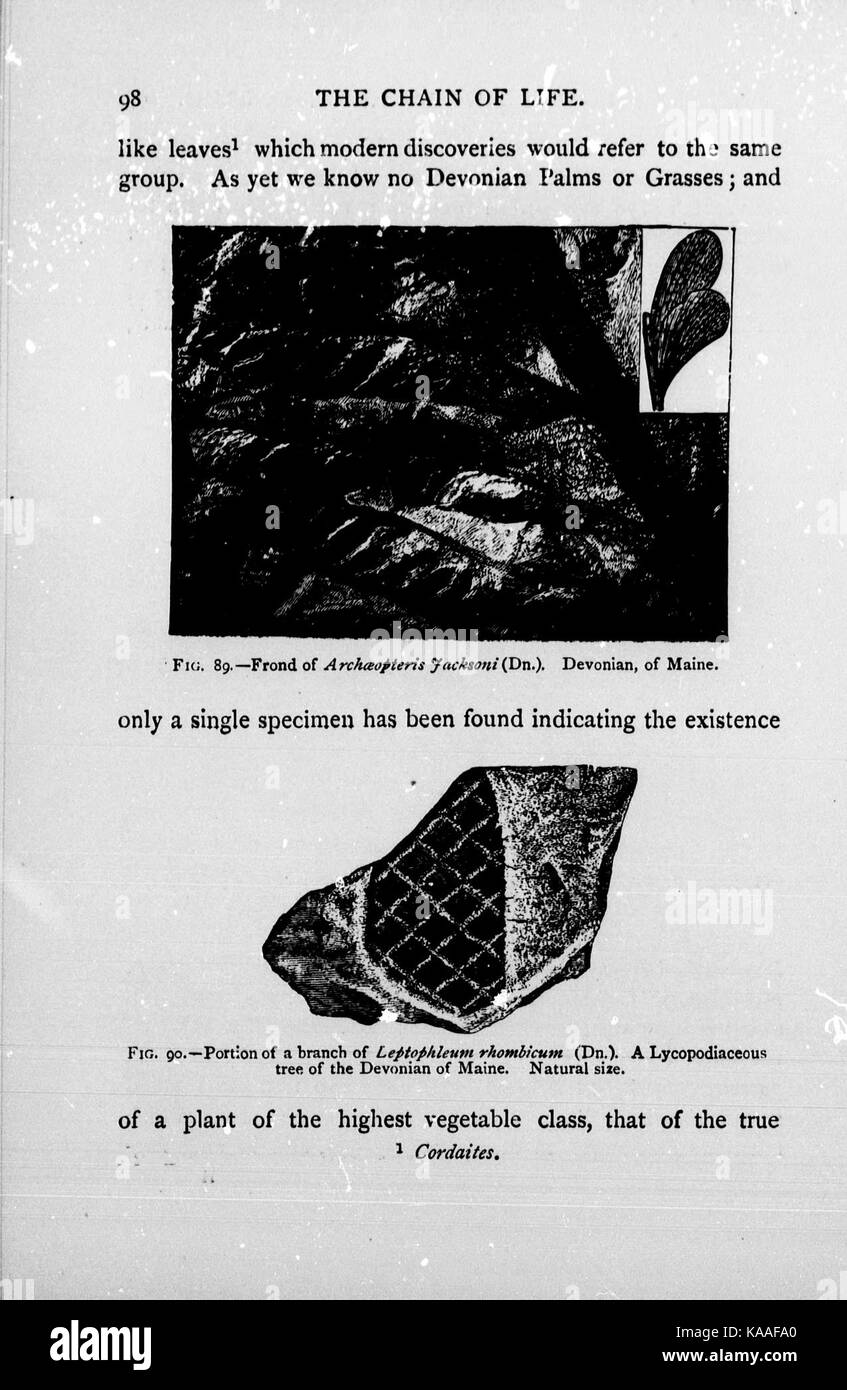 The chain of life in geological time BHL26658536 Stock Photo - Alamy