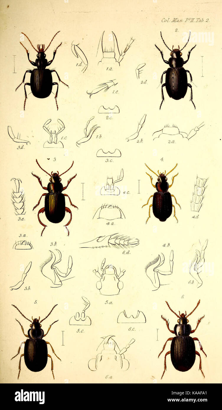 Coleopterists hi-res stock photography and images - Alamy