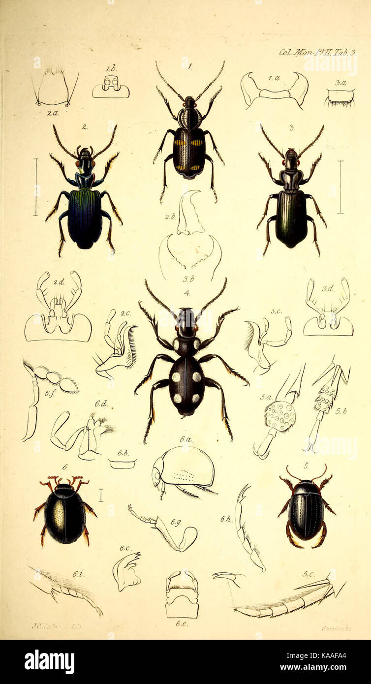 Coleopterists hi-res stock photography and images - Alamy