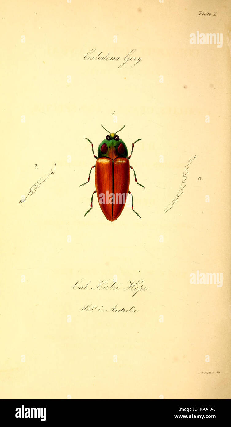 Coleopterists hi-res stock photography and images - Alamy