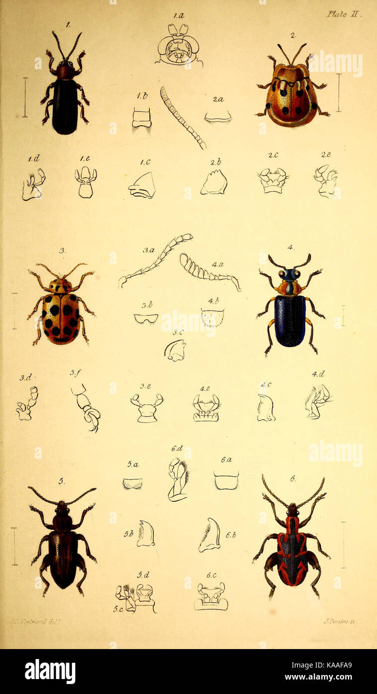 Coleopterists hi-res stock photography and images - Alamy