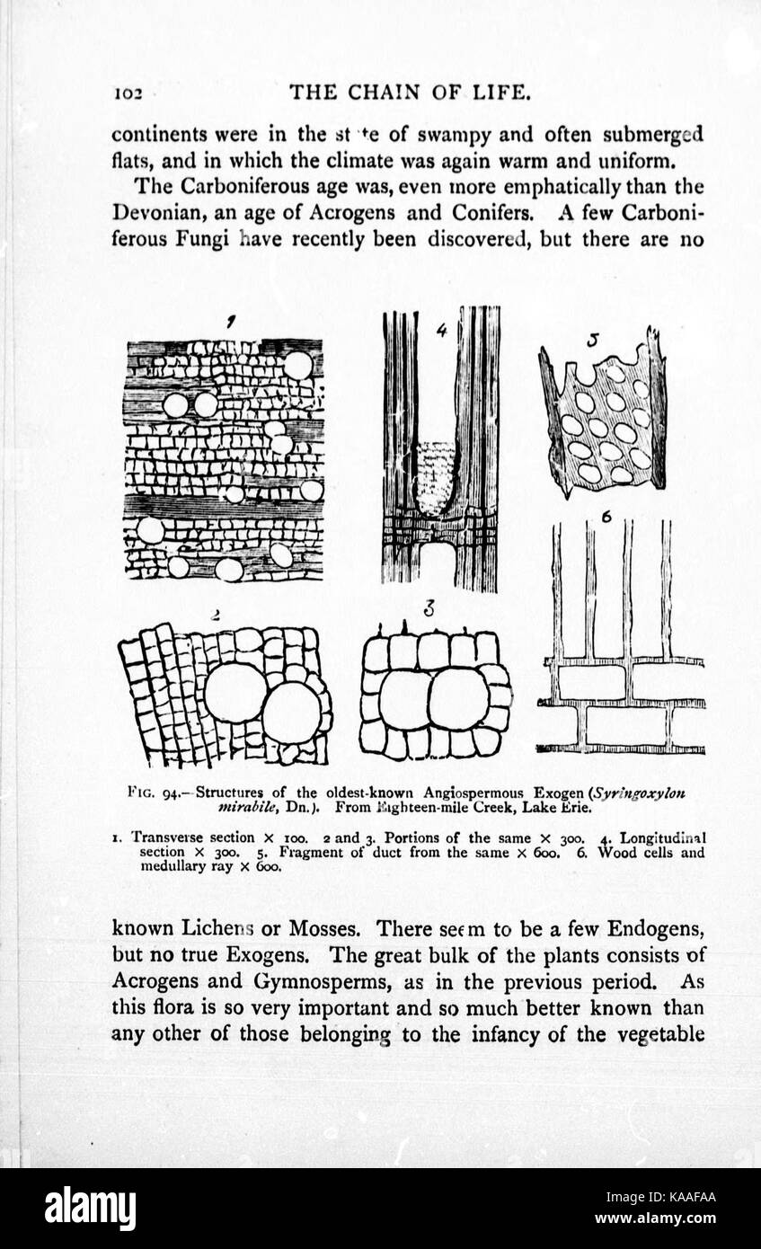 Timeline of life on earth hi-res stock photography and images - Alamy