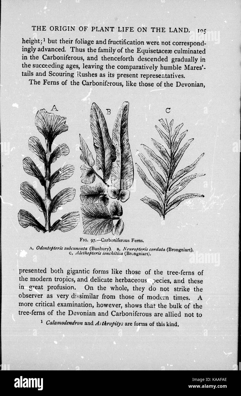 The chain of life in geological time BHL26658543 Stock Photo - Alamy