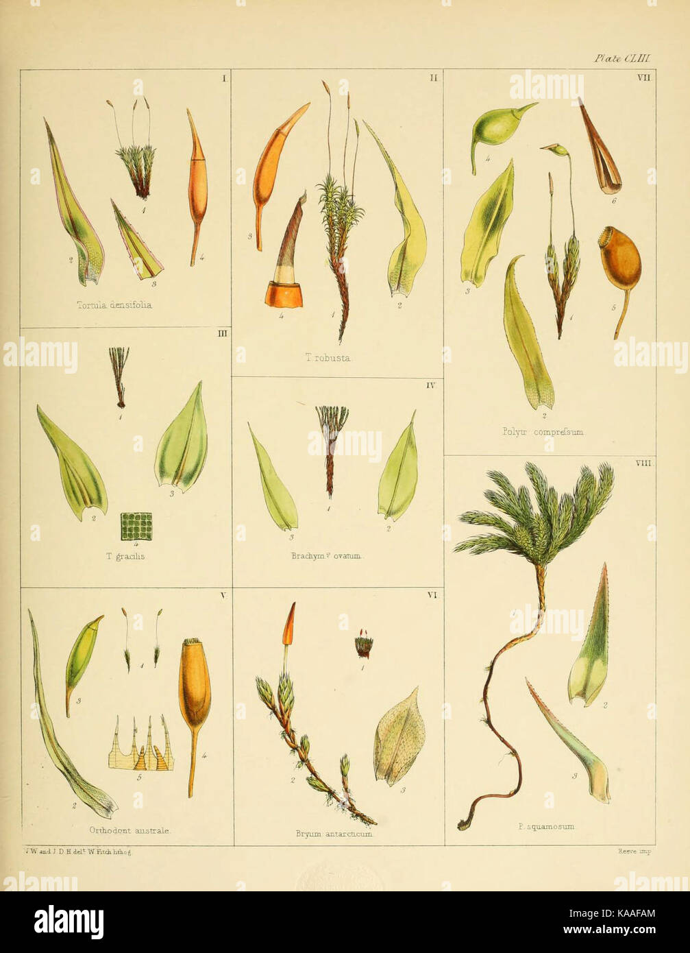 Botanical study of plant life observed during the Antarctic voyage of H ...