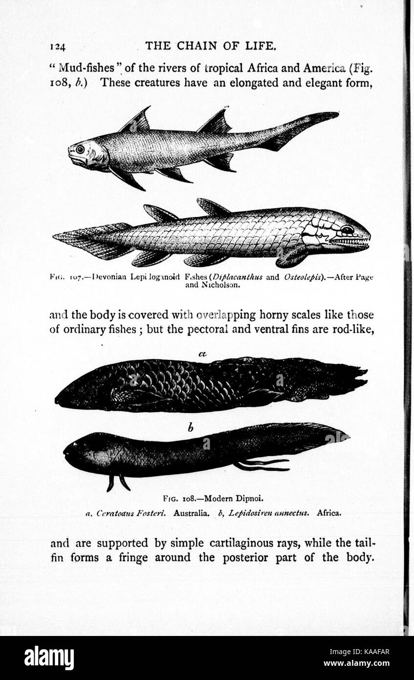 The chain of life in geological time BHL26658562 Stock Photo - Alamy