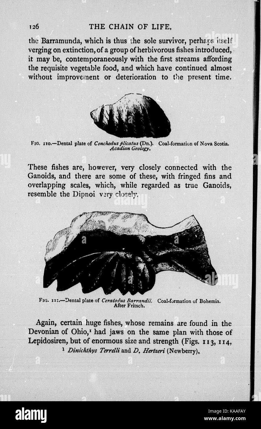 The chain of life in geological time BHL26658564 Stock Photo - Alamy