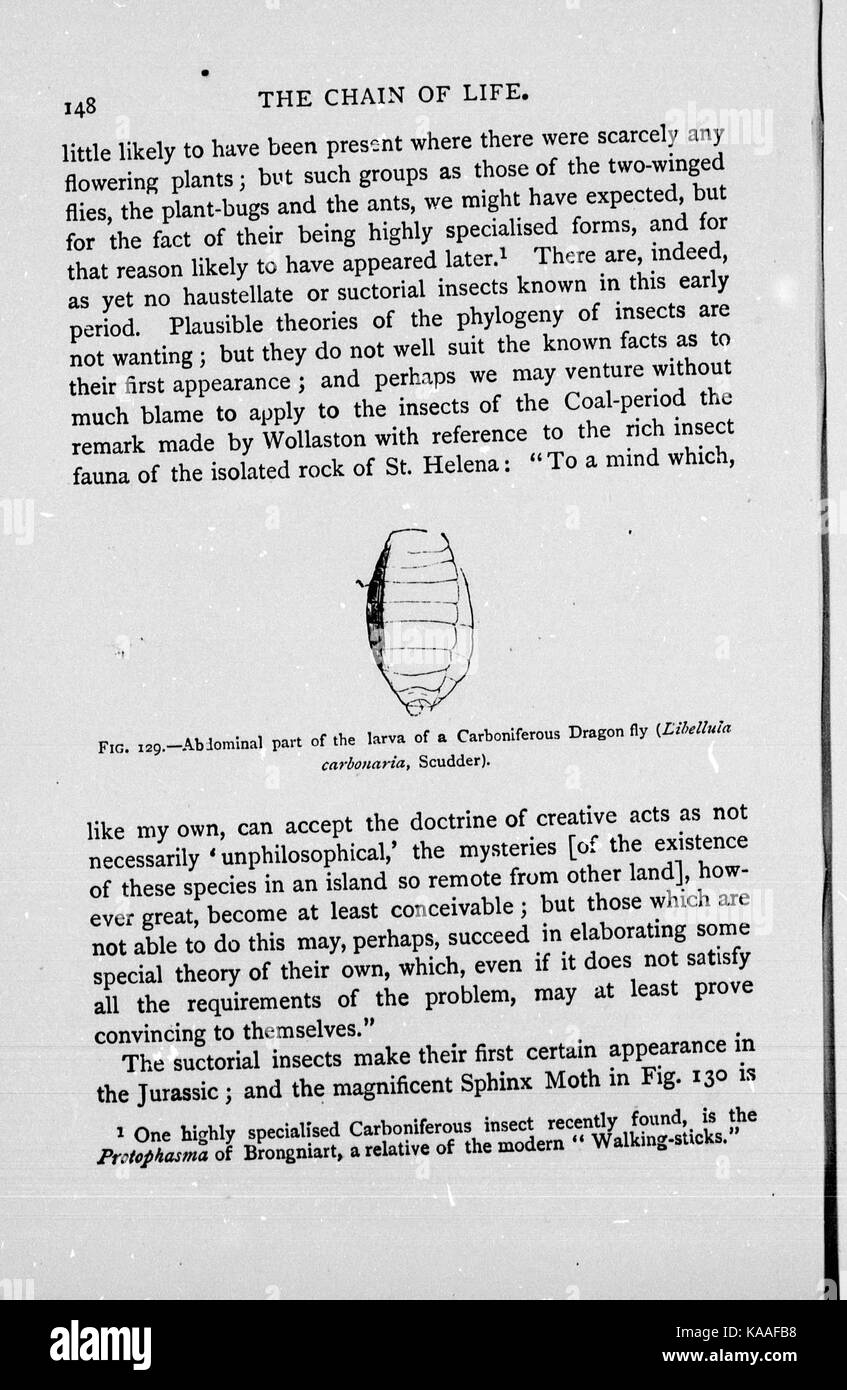 The chain of life in geological time BHL26658586 Stock Photo - Alamy