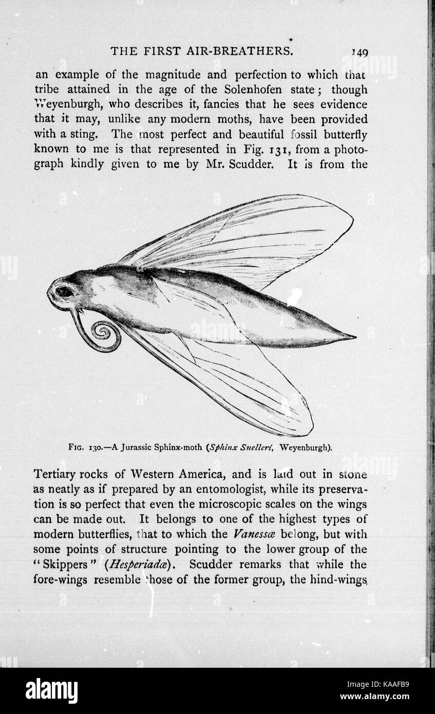 Illustration depicting the chain of life through geological time ...