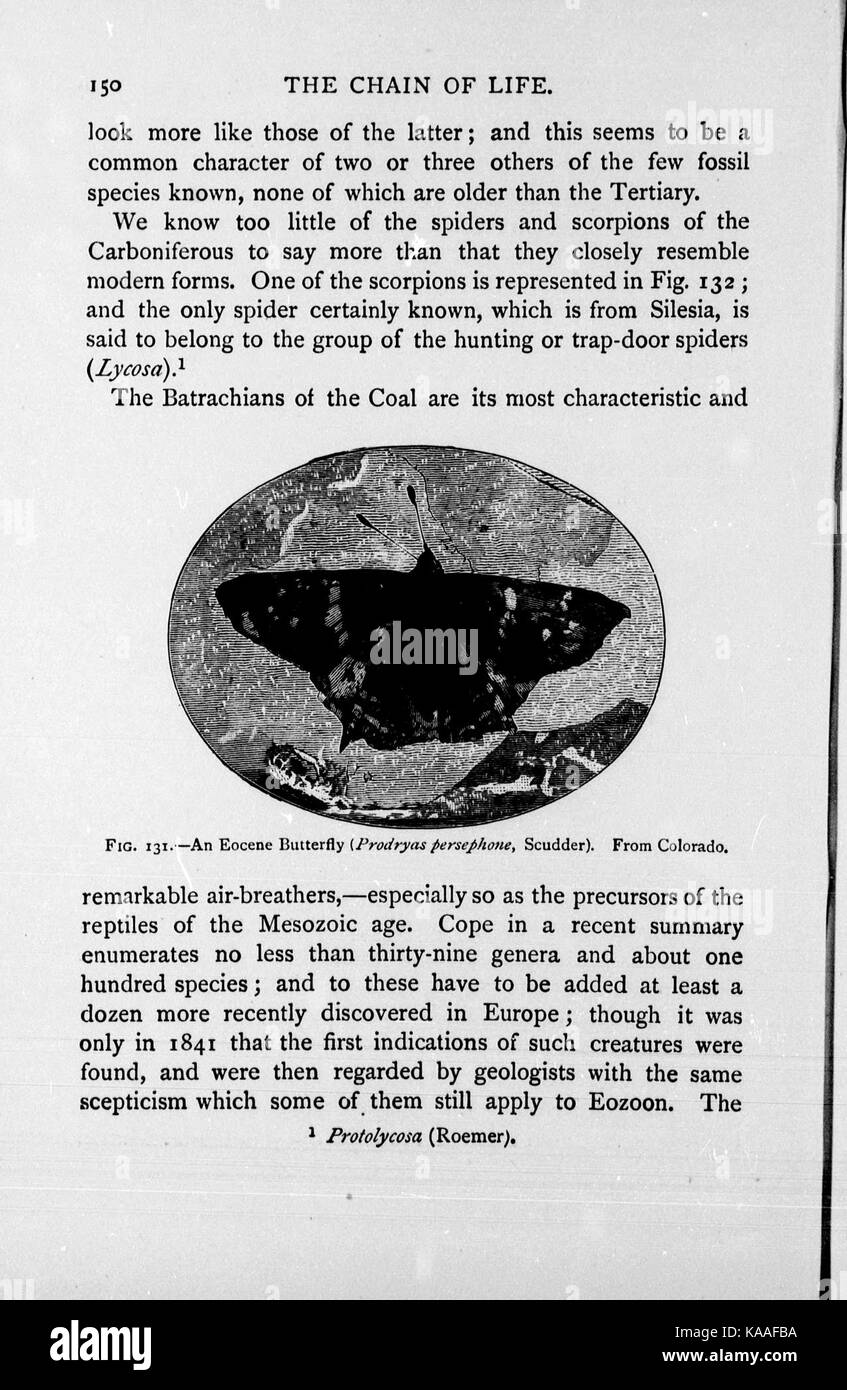 The chain of life in geological time BHL26658588 Stock Photo - Alamy