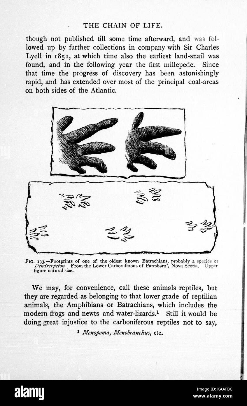 The chain of life in geological time BHL26658590 Stock Photo - Alamy