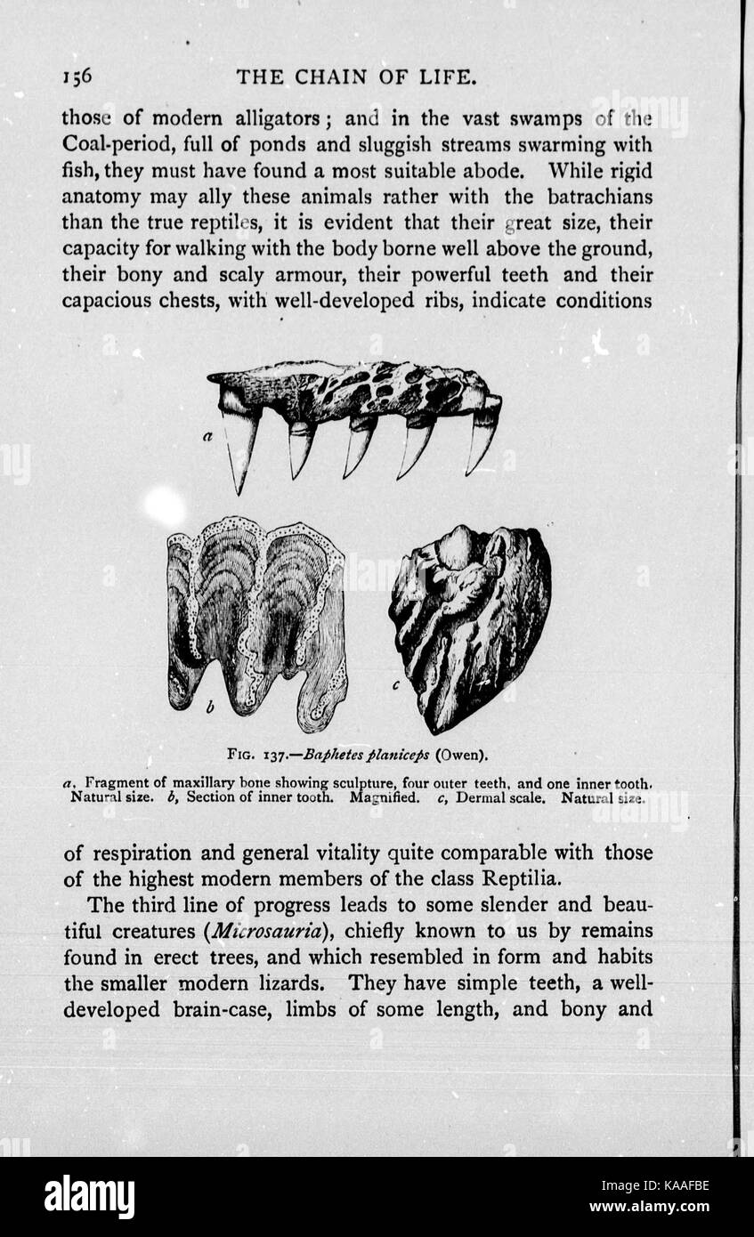 The chain of life in geological time BHL26658594 Stock Photo - Alamy