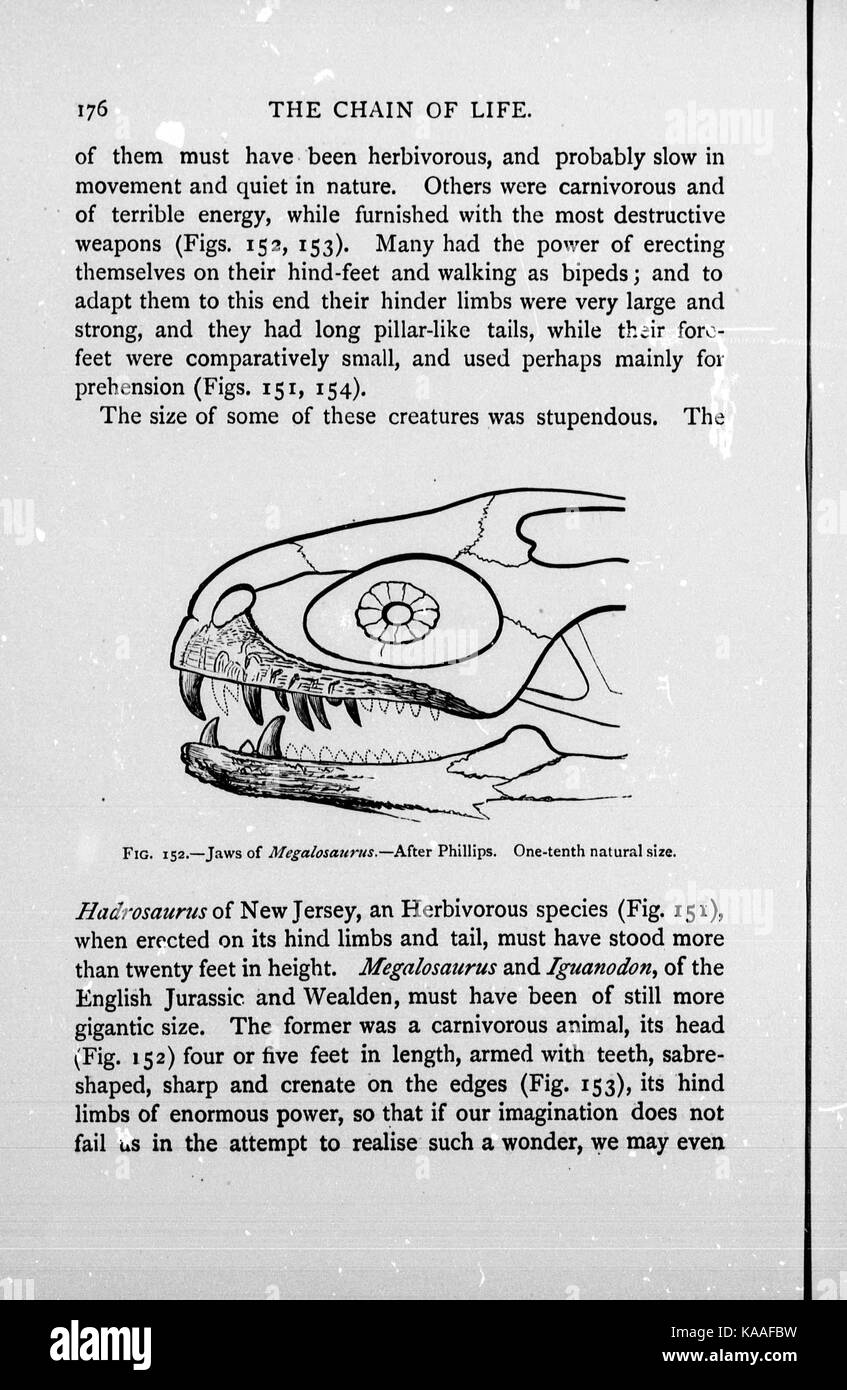 The chain of life in geological time BHL26658616 Stock Photo - Alamy