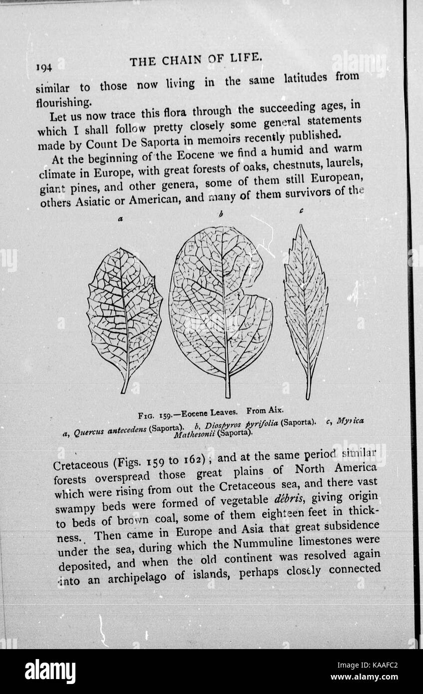 The chain of life in geological time BHL26658634 Stock Photo - Alamy