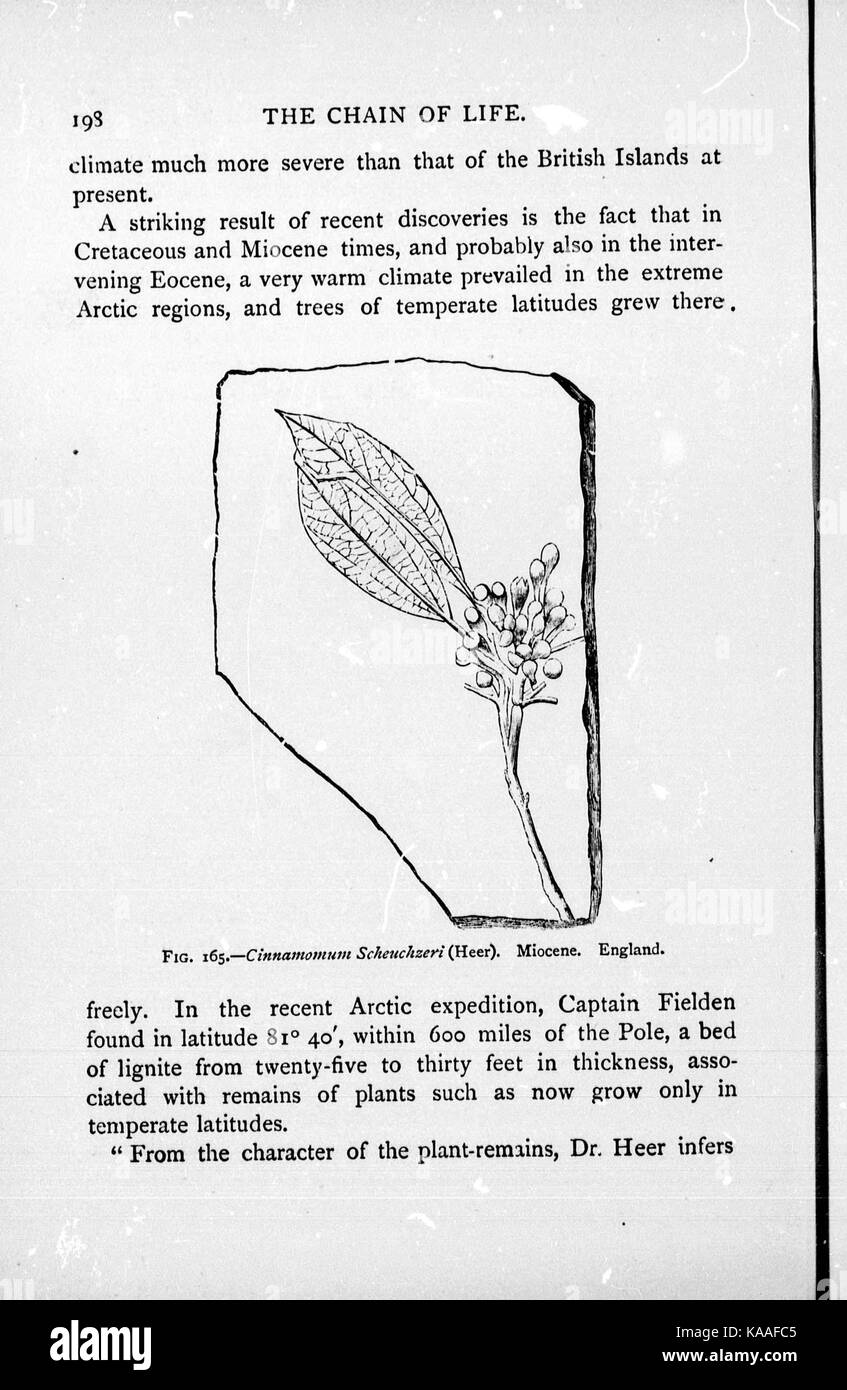 The chain of life in geological time BHL26658638 Stock Photo - Alamy