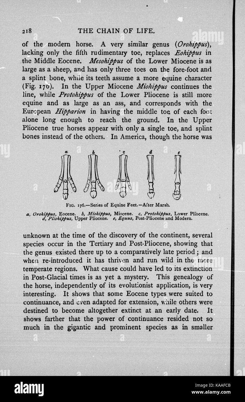 The chain of life in geological time BHL26658658 Stock Photo - Alamy