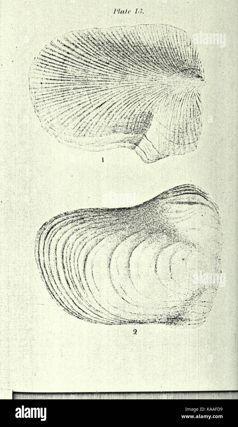 Republication of Conrad's Fossil shells of the Tertiary formations of ...
