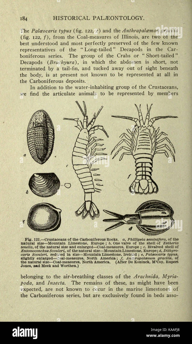 The ancient life history of the earth (Page 184) BHL18084098 Stock ...