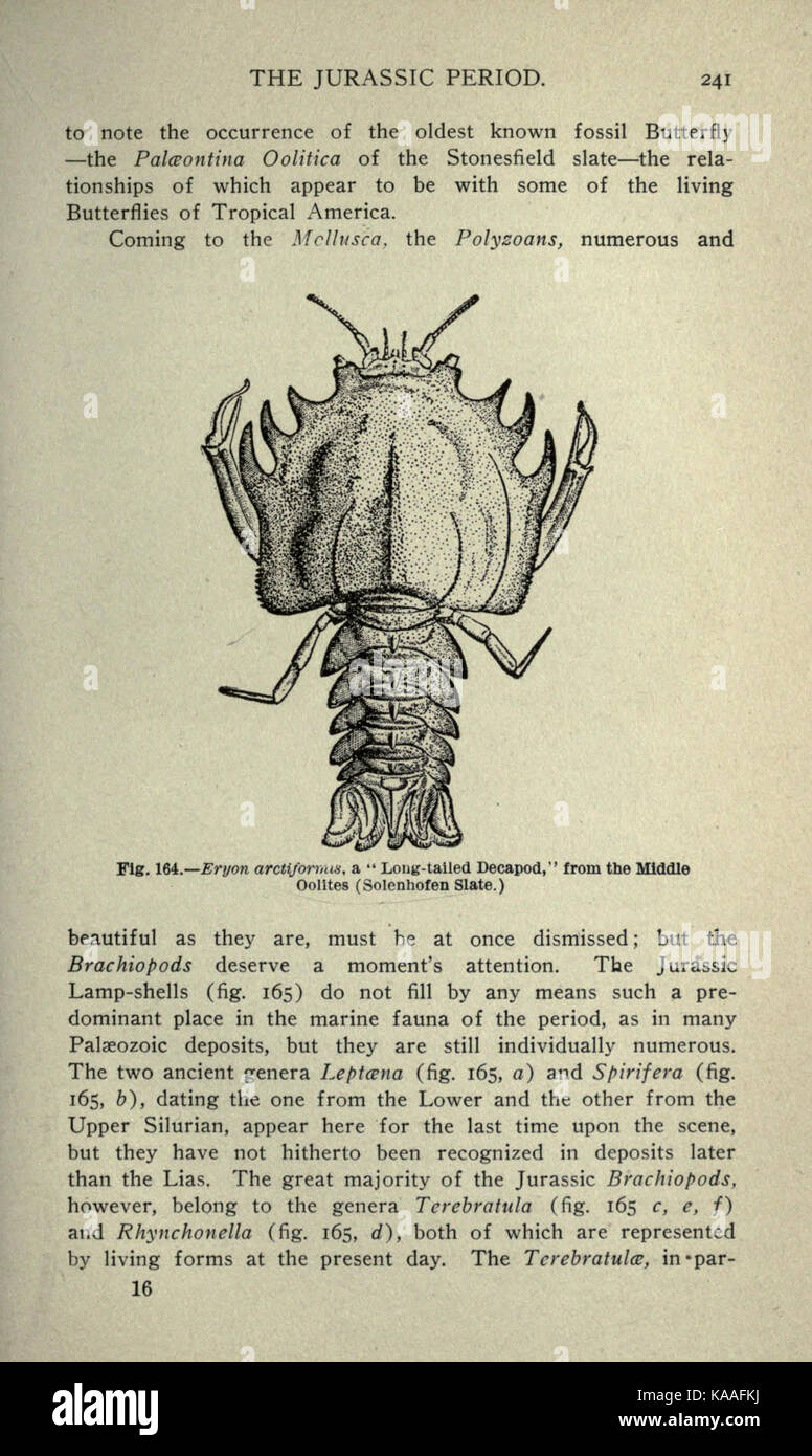 The ancient life history of the earth (Page 241) BHL18084155 Stock ...